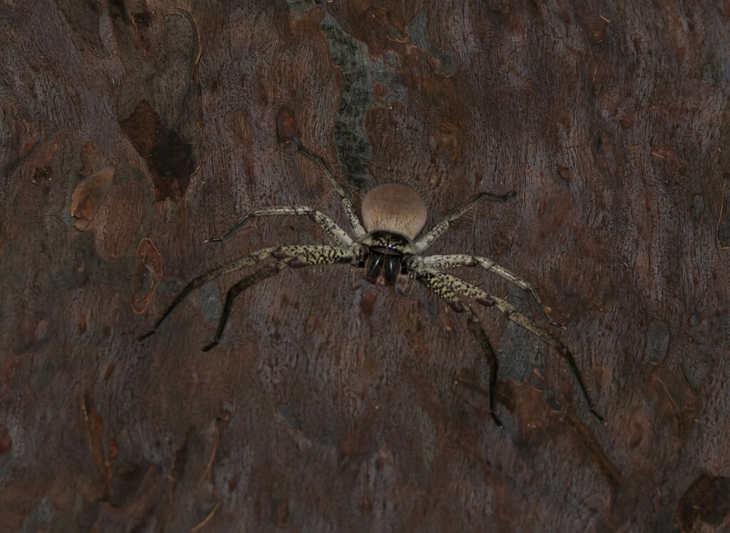 Golden Huntsman Spider in February 2025 by Greg Tasney. Peak Crossing ...