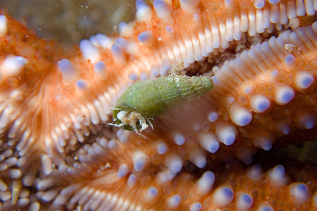 Tanaids from Edithburgh SA 5583, Australia on February 16, 2025 at 12: ...