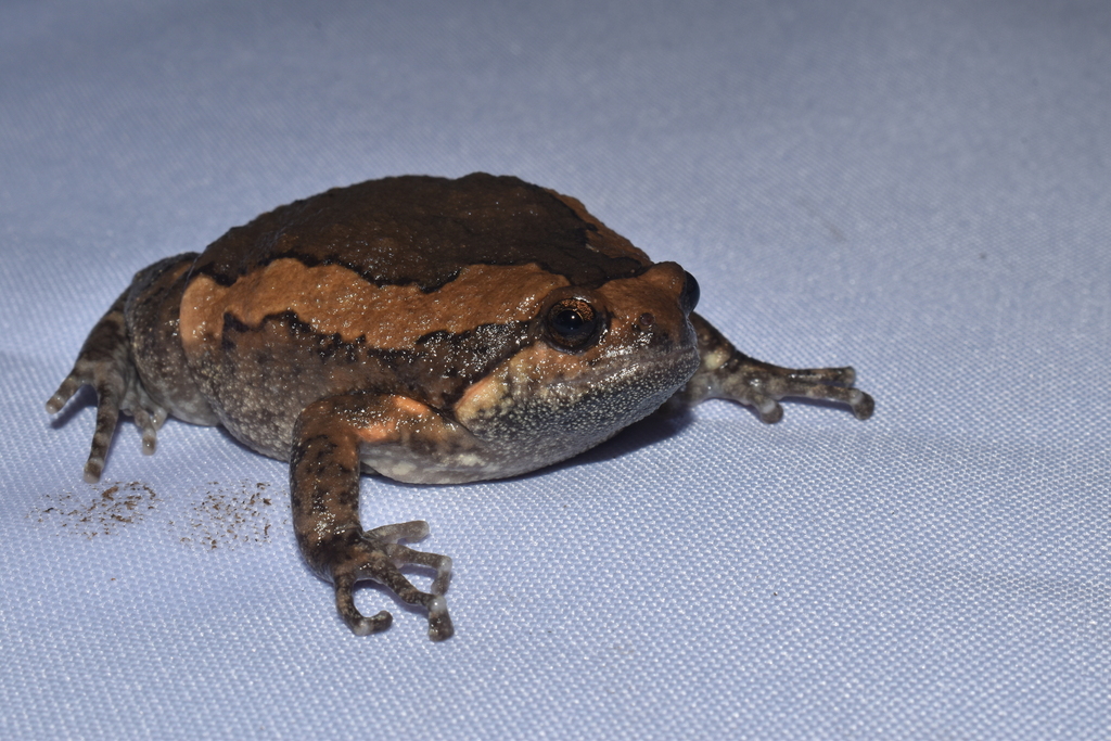 Asian Painted Frog from Quezon City, Metro Manila, Philippines on ...