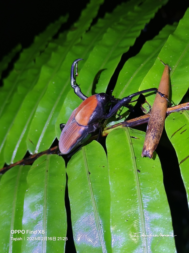 Protocerius from 马来西亚霹雳 on February 16, 2025 at 09:25 PM by ...