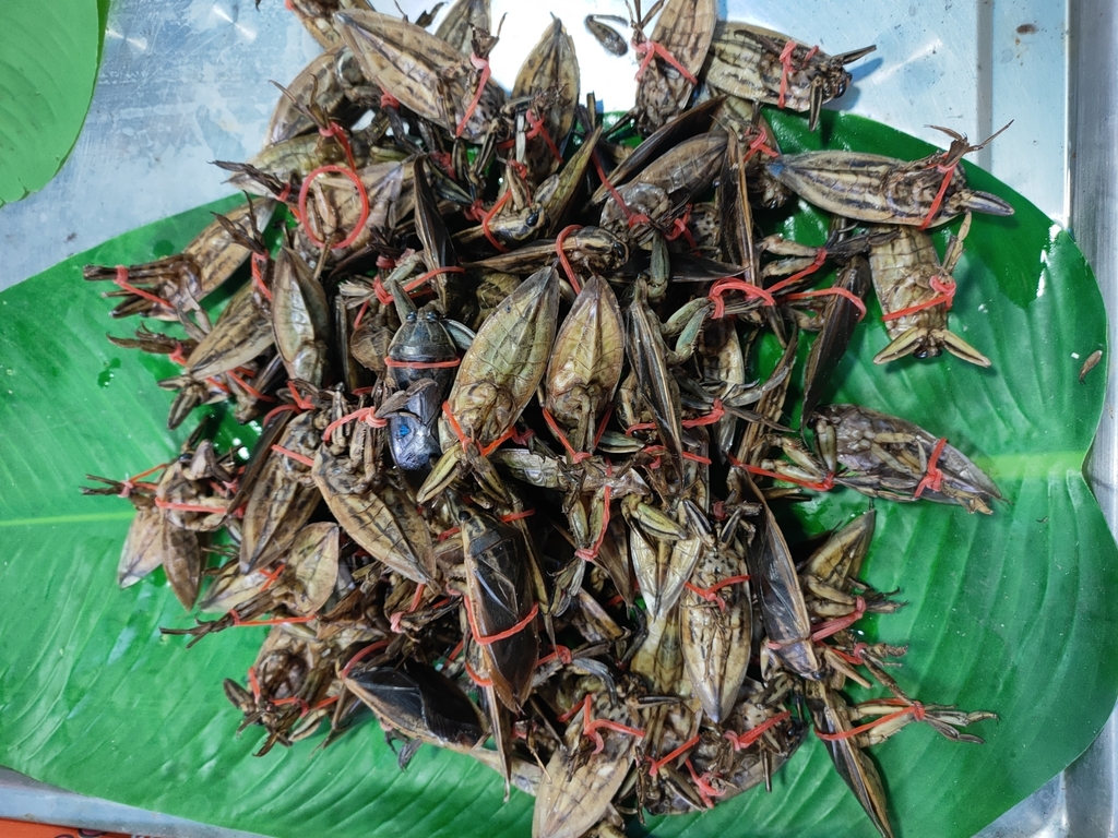Asian Giant Water Bug from F56G+J44, Tha Sop Sao, Mae Tha District ...