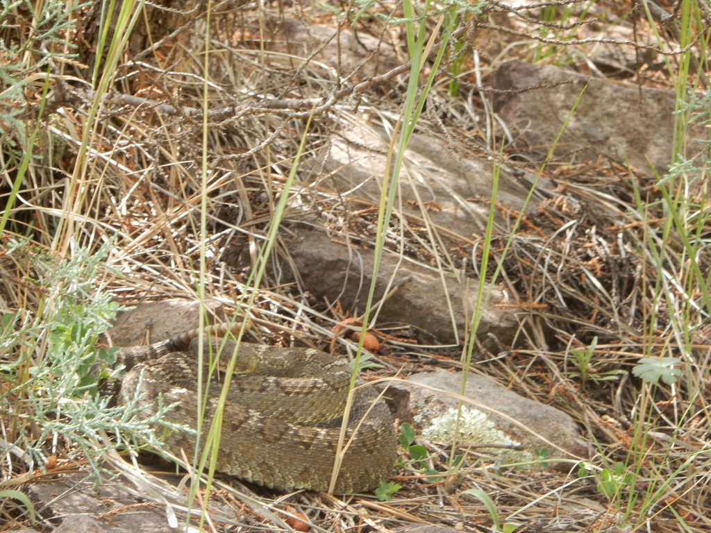 Arizona Black Rattlesnake in July 2019 by kgnature123. This snake was ...