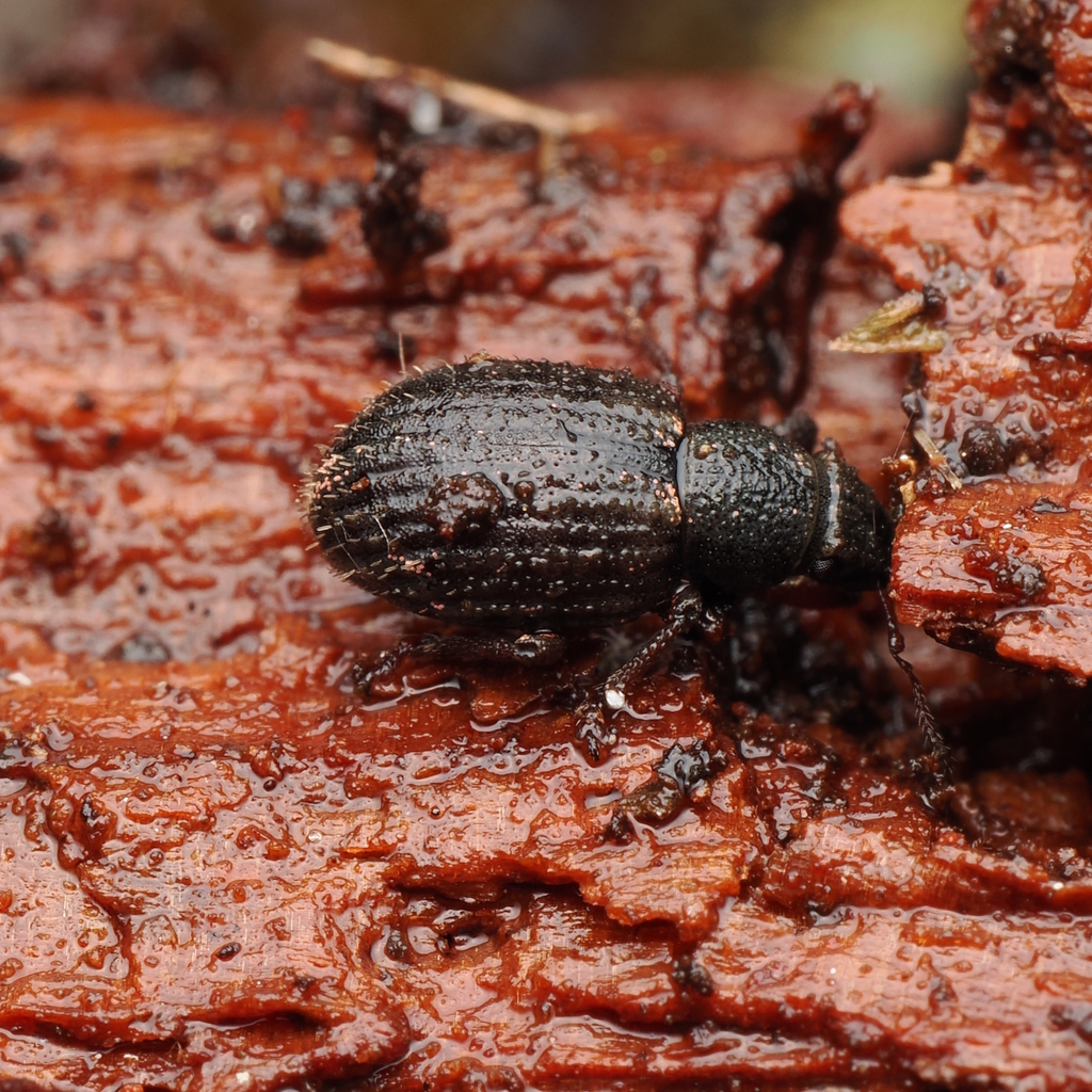 Nut Leaf Weevil from Central Vancouver, Vancouver, BC, Canada on ...