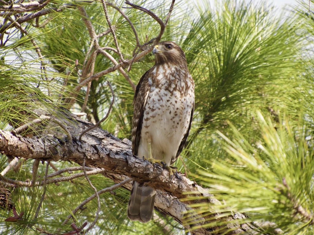 Eastern red-shouldered hawk from Broadwater Park, Saint Petersburg, FL ...