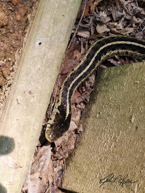 Eastern Garter Snake from Hunter Mill District, VA, USA on August 02 ...