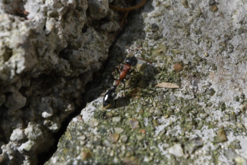Arboreal Bicolored Slender Ant from Jalan Mahkamah, Malacca, Malacca ...