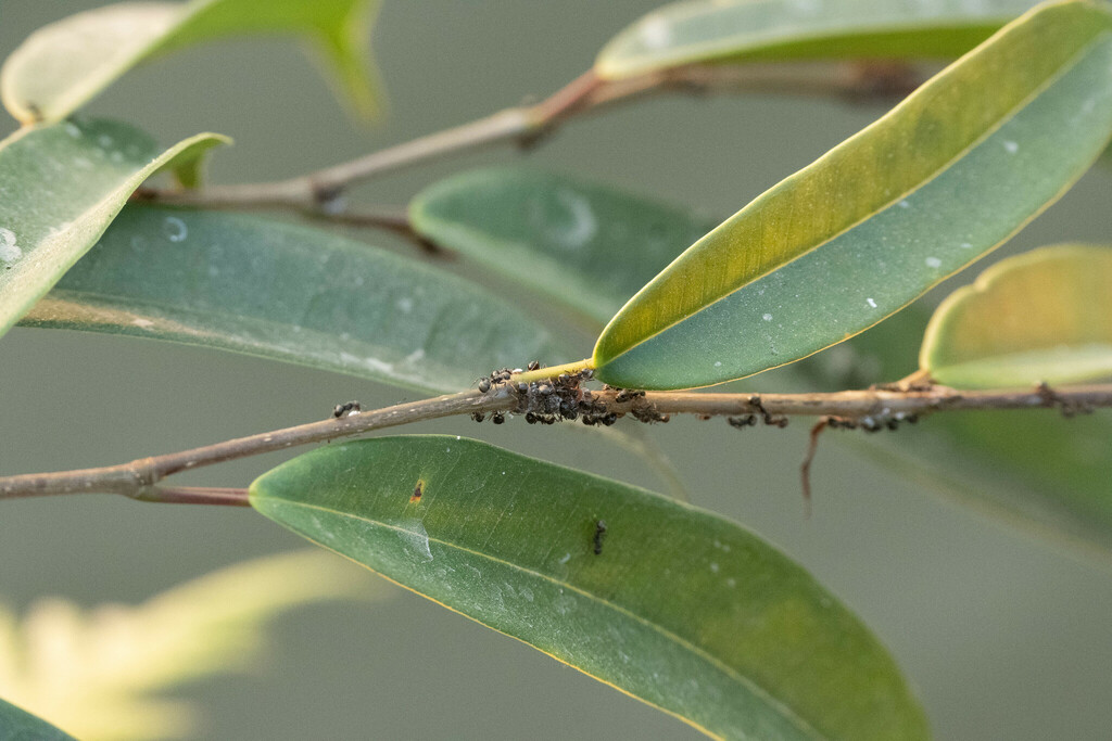 Dolichoderus thoracicus from 中国云南省德宏傣族景颇族自治州瑞丽市 on January 25, 2025 at ...