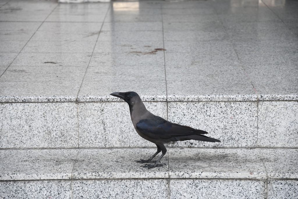 House Crow from Church Street, Malacca, Malacca, MY on February 9, 2025 ...