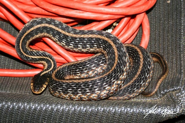 Eastern Garter Snake from Hunter Mill District, VA, USA on August 03 ...