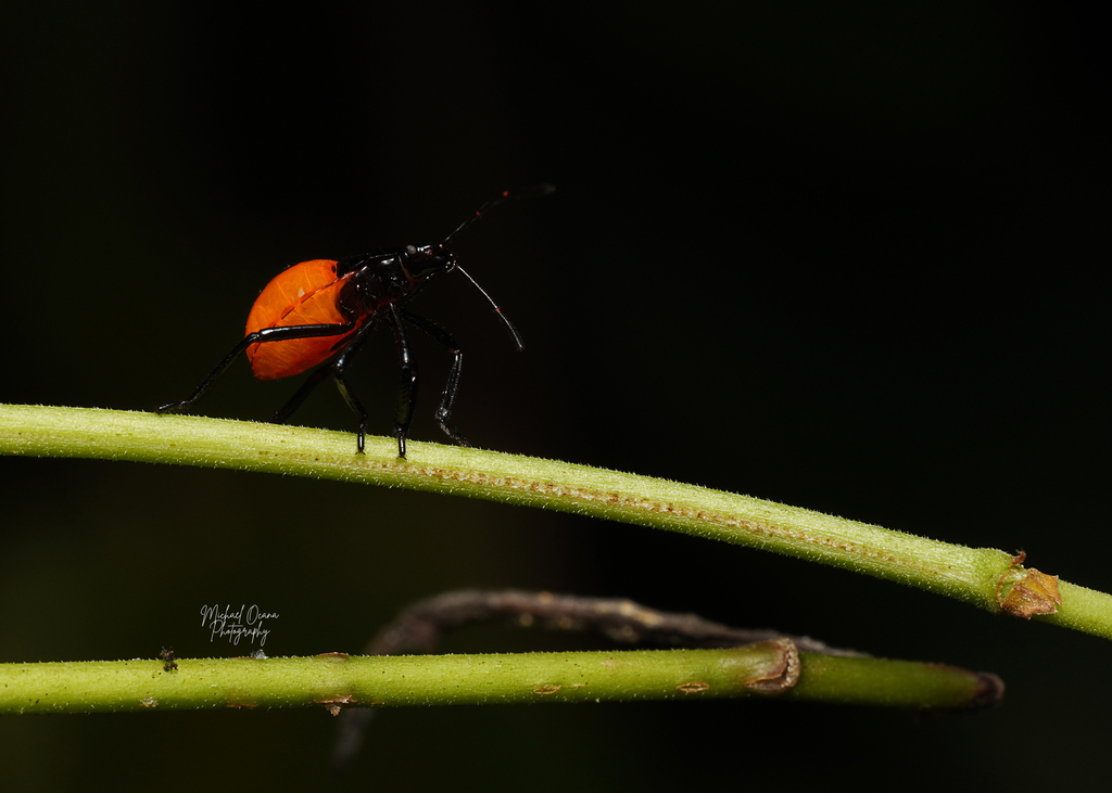 Stink Bugs, Shield Bugs, and Allies from Cebu City, 6000 Cebu ...