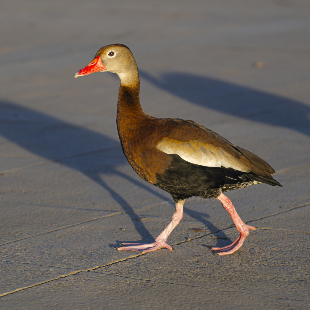 Pijije Alas Blancas desde Centro, Monterrey, N.L., México el 16 de ...