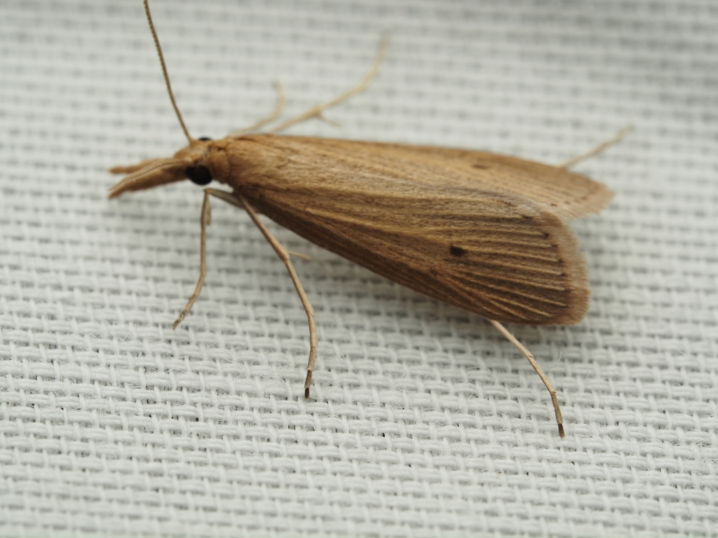 Crambid Snout Moths from Miami-Dade County, FL, USA on February 16 ...