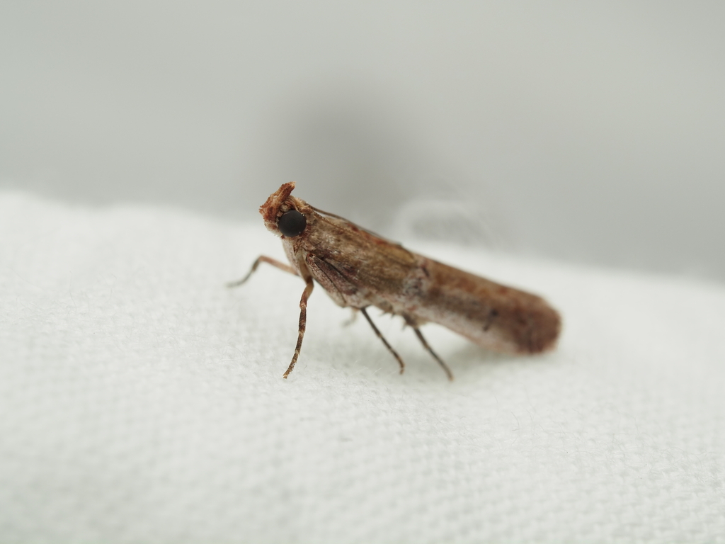 Pyralid Snout Moths from Miami-Dade County, FL, USA on February 16 ...