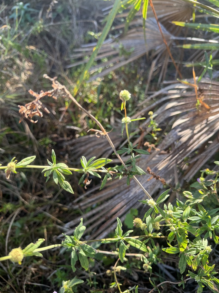 shrubby false buttonweed from Lee County, FL, USA on February 15, 2025 ...
