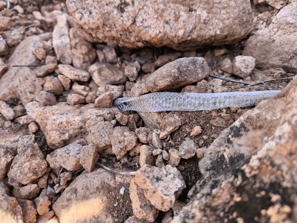 Snakes from Dimelah - Darher, Hajhir, Socotra on February 3, 2025 at 09 ...