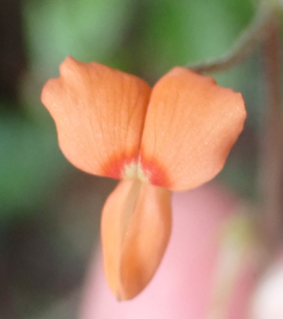 Orange Tick-trefoil from Brown Hooded Kingfisher trail, Wilderness ...