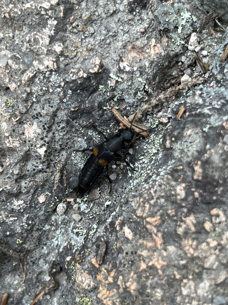 Red-spotted Rove Beetle from Bar Harbor, ME, USA on August 6, 2024 at ...