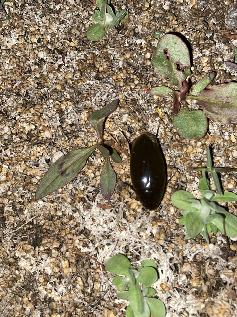 Hydrophilus from Alfajayucan, Hgo., MX on February 03, 2025 at 11:03 PM ...