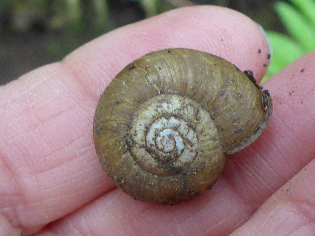 California Lancetooth Snail from Marin County, CA, USA on February 16 ...