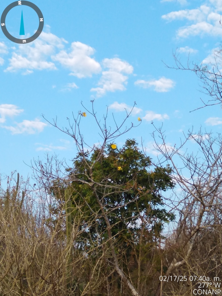 Buttercup Tree from 70984 Oax., México on February 17, 2025 at 07:40 AM ...
