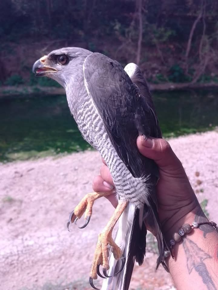 Gray Hawk from Quechultenango, Gro., México on February 15, 2025 at 11: ...