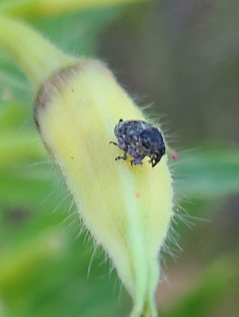 Acanthoscelidius acephalus from East Braintree, MB R0E 0L0, Canada on ...