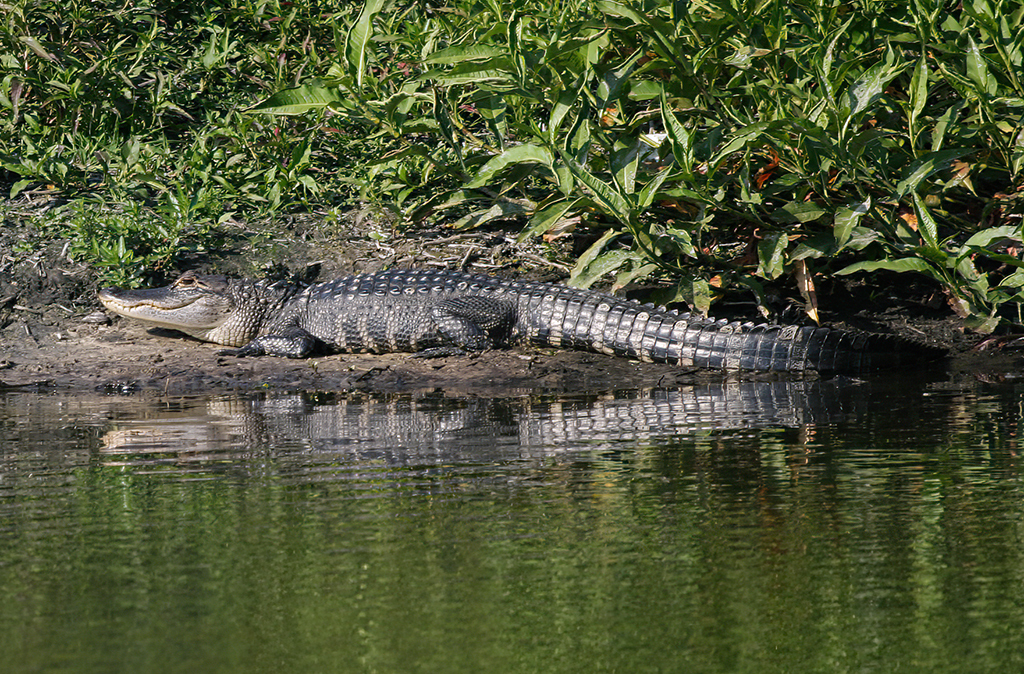 American Alligator from 2001 E Southport Rd, Kissimmee, FL 34746, USA ...