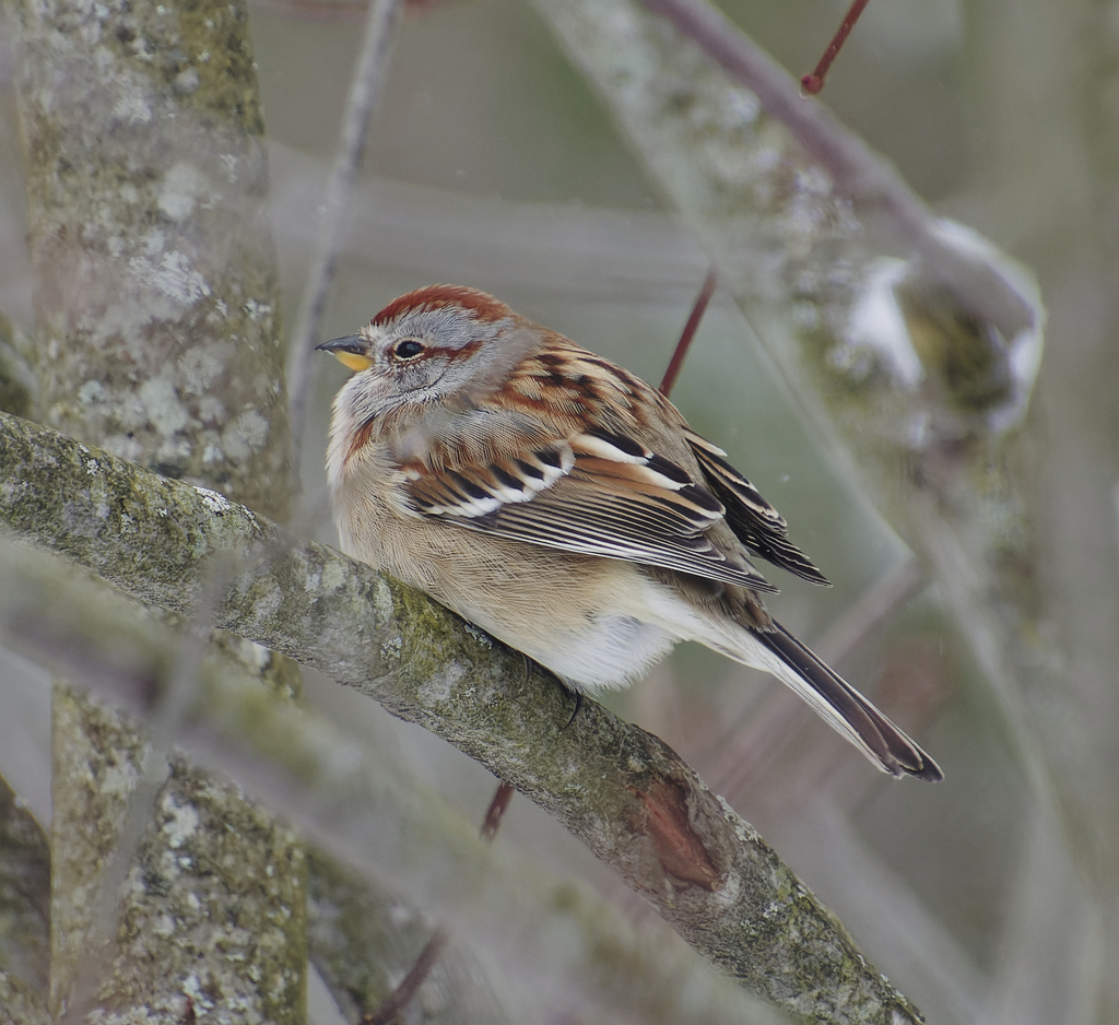 American Tree Sparrow from Saint-Louis-de-France, Trois-Rivières, QC ...