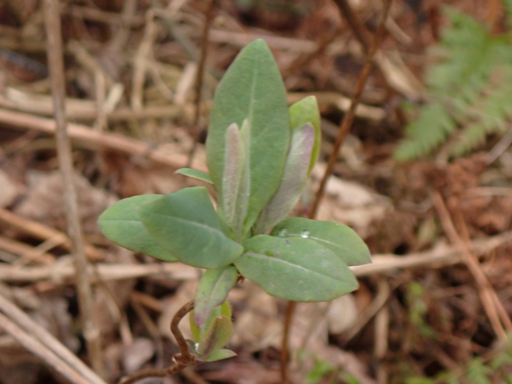 Common Honeysuckle from Lucklawhill, Balmullo, Fife, Scotland on ...