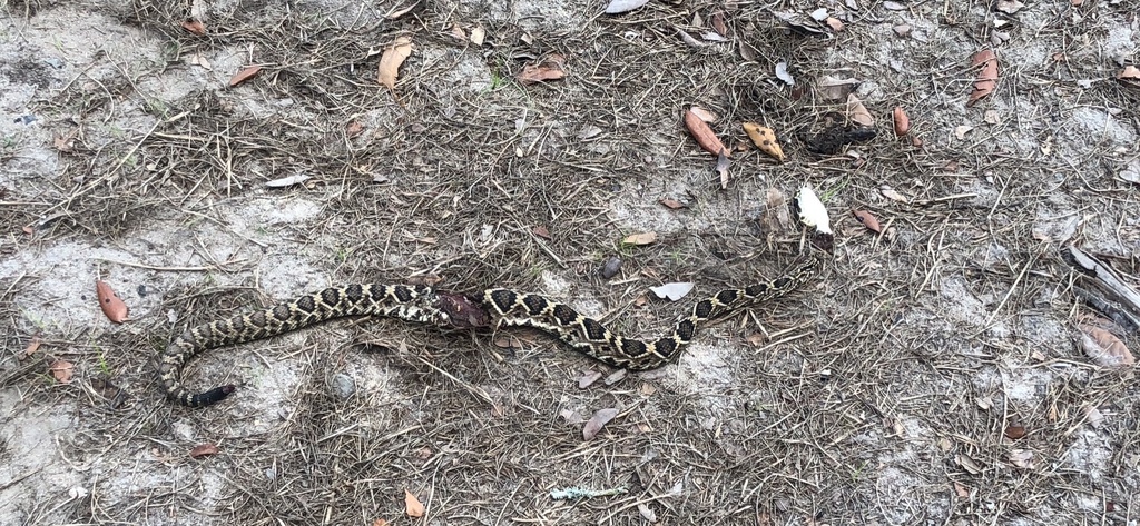Eastern Diamondback Rattlesnake from Branch Rd, Baxley, GA, US on ...