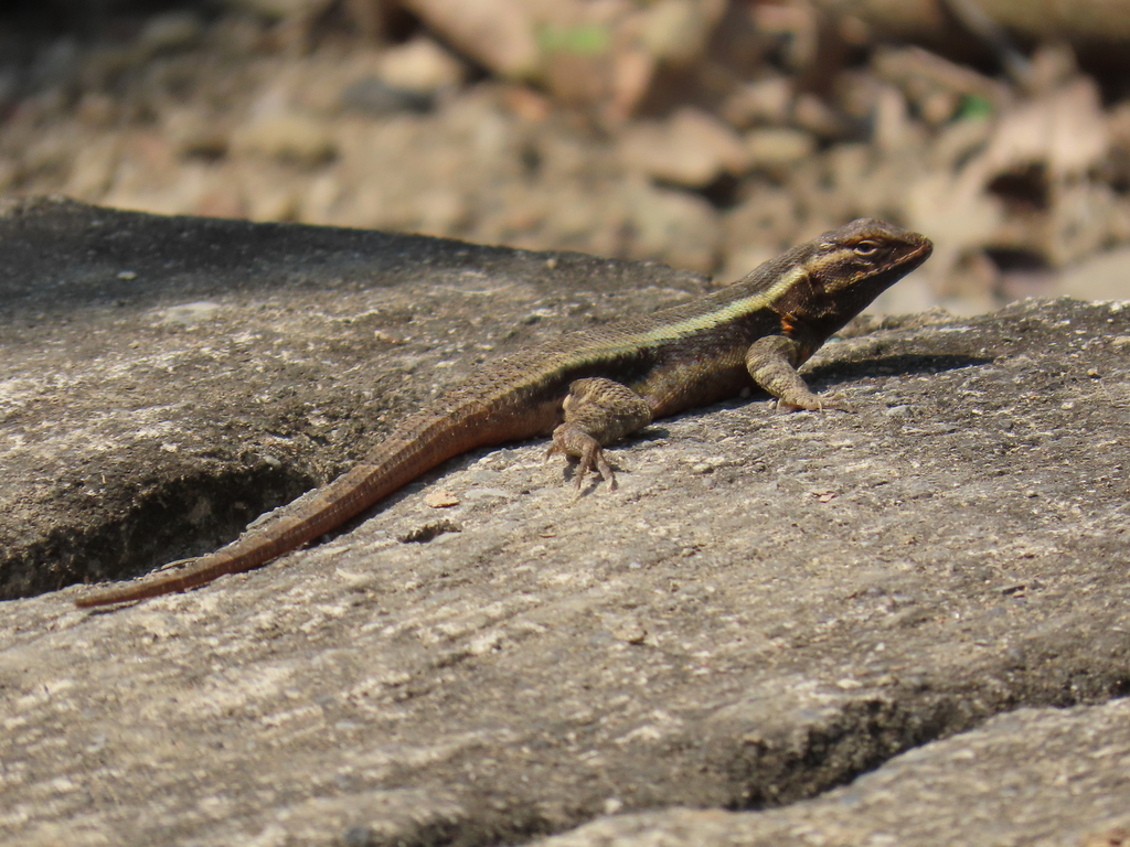 Rose-bellied Lizard from Huejutla de Reyes, Hgo., México on February 11 ...