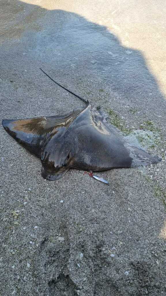 Peruvian Eagle Ray in February 2025 by Diego Almendras G. · iNaturalist