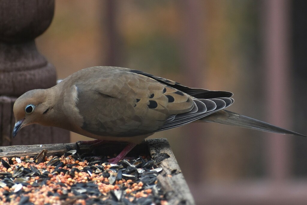 Mourning Dove from Old Tennessee Pike Rd, Pinson, AL 35126, USA on ...