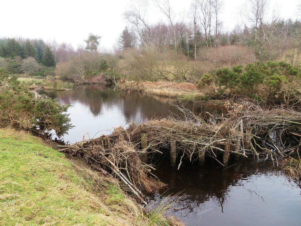 Eurasian Beaver from Wallington Beaver Enclosure, Northumberland on ...