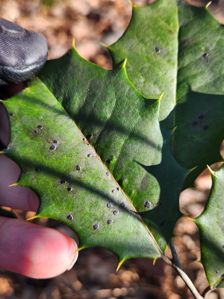 Macroderma curtisii from Elk, NJ, USA on February 17, 2025 at 01:44 PM ...