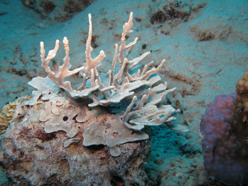 Lamellodysidea herbacea from Nabire, Nabire Regency, Papua, Indonesia ...