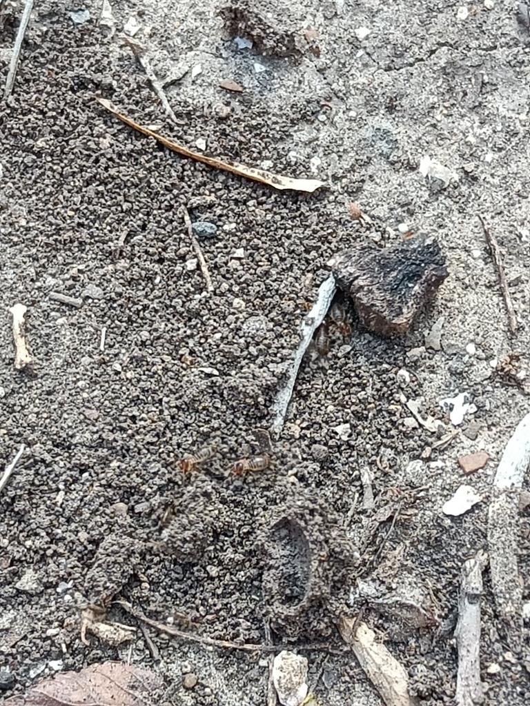 Winged and Once-winged Insects in February 2025 by platinumraccoon ...