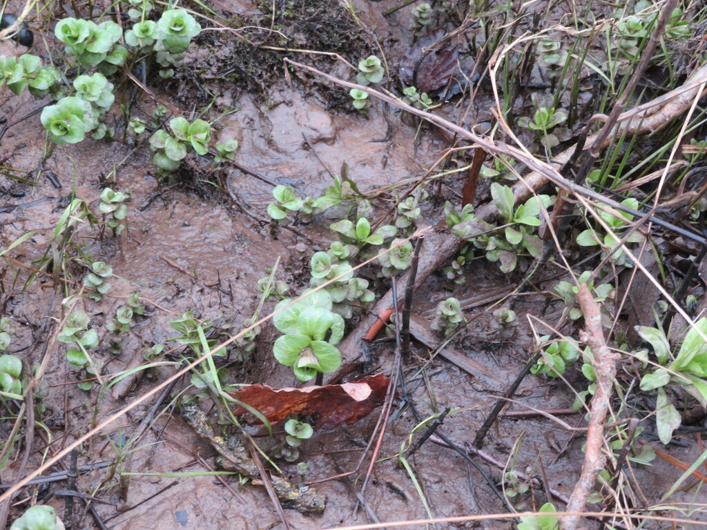 Brooklime from Wallington Beaver Enclosure, Northumberland on February ...