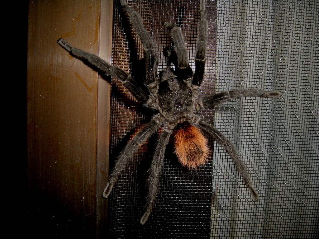Mexican Red-rump Tarantula in December 2021 by Donají Graham · iNaturalist