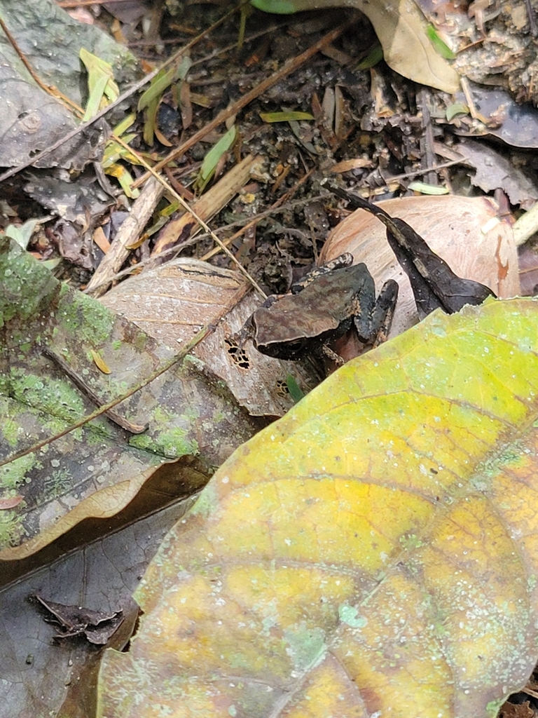 Leaf Litter Toad from La Fortuna, Alajuela Province, San Carlos, Costa ...