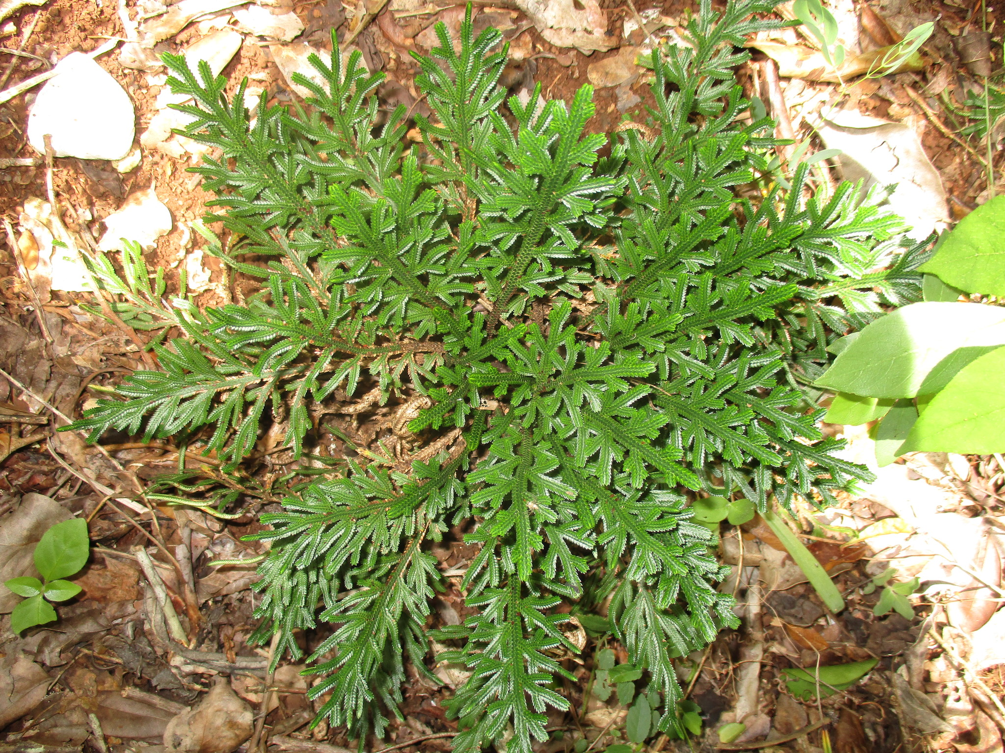 Selaginella convoluta (Arn.) Spring