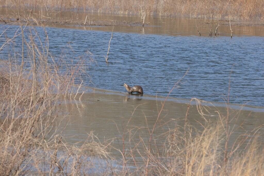 North American River Otter from Wheeler NWR - White Springs Dike ...