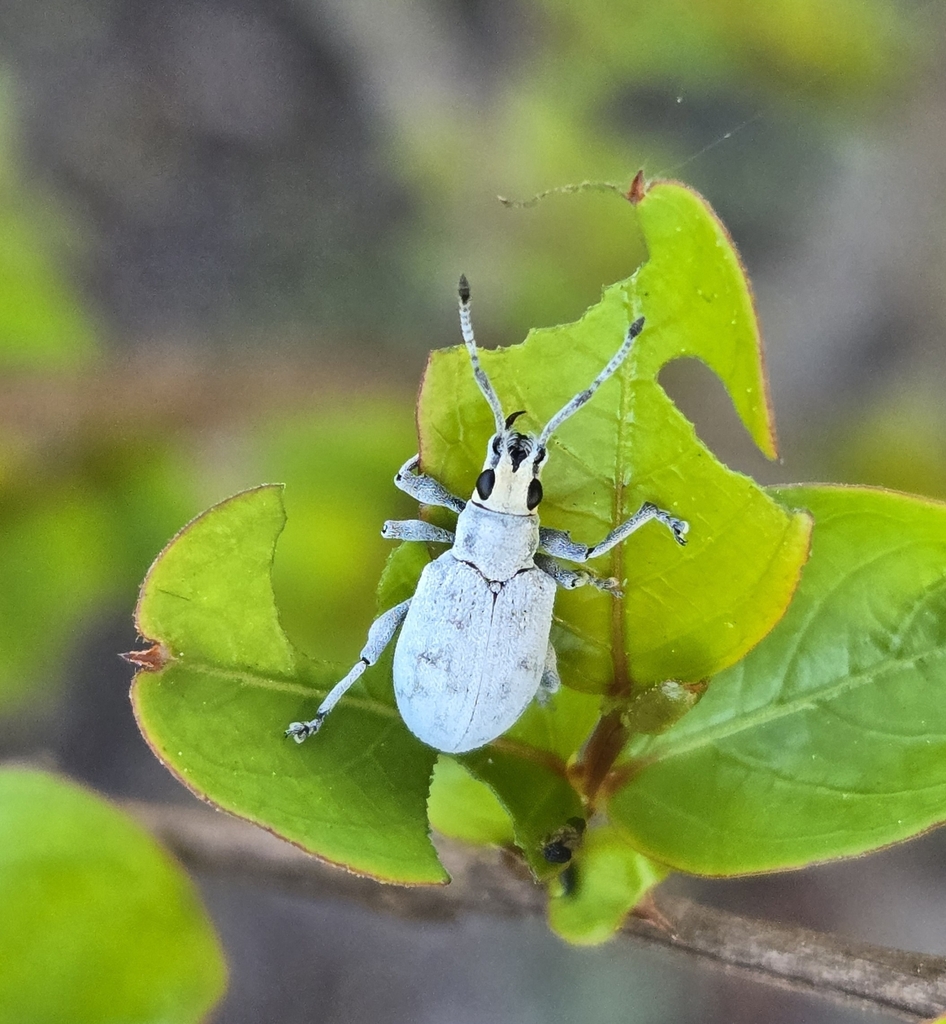 Sri Lanka Weevil from Bradenton, FL 34202, USA on February 17, 2025 at ...