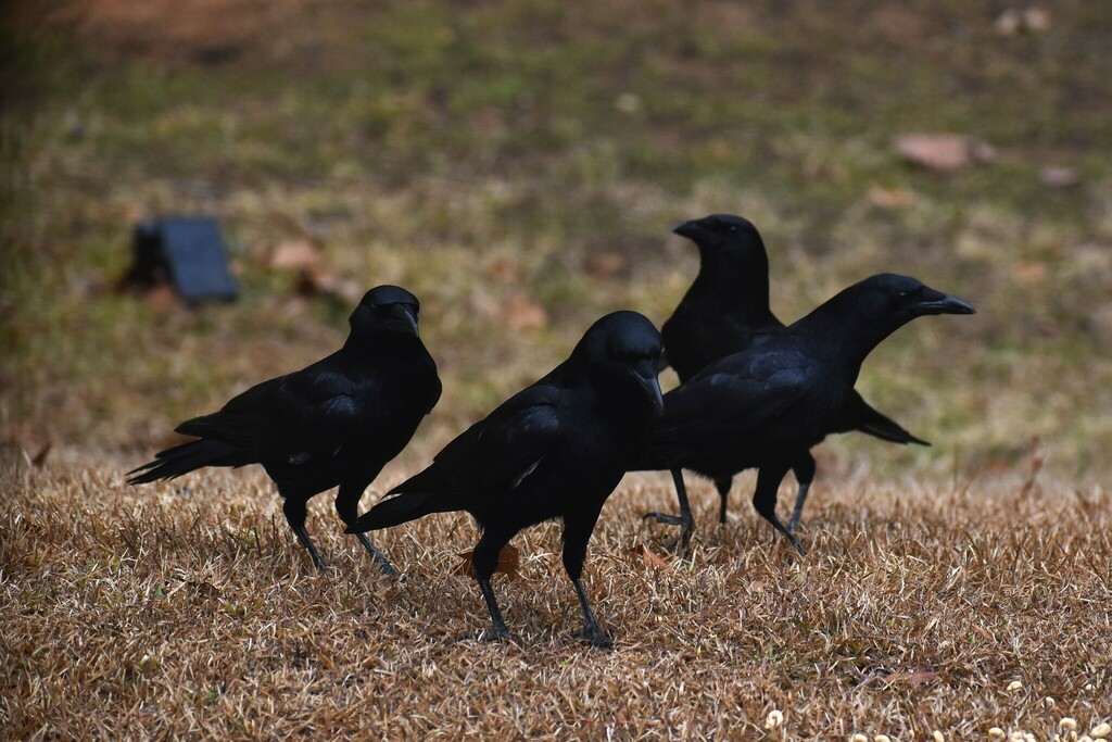 American Crow from Old Tennessee Pike Rd, Pinson, AL 35126, USA on ...