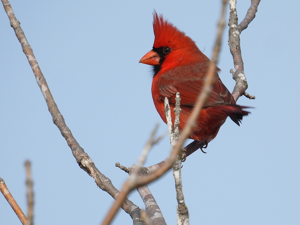 Northern Cardinal from Eldridge / West Oaks, Houston, TX, USA on ...