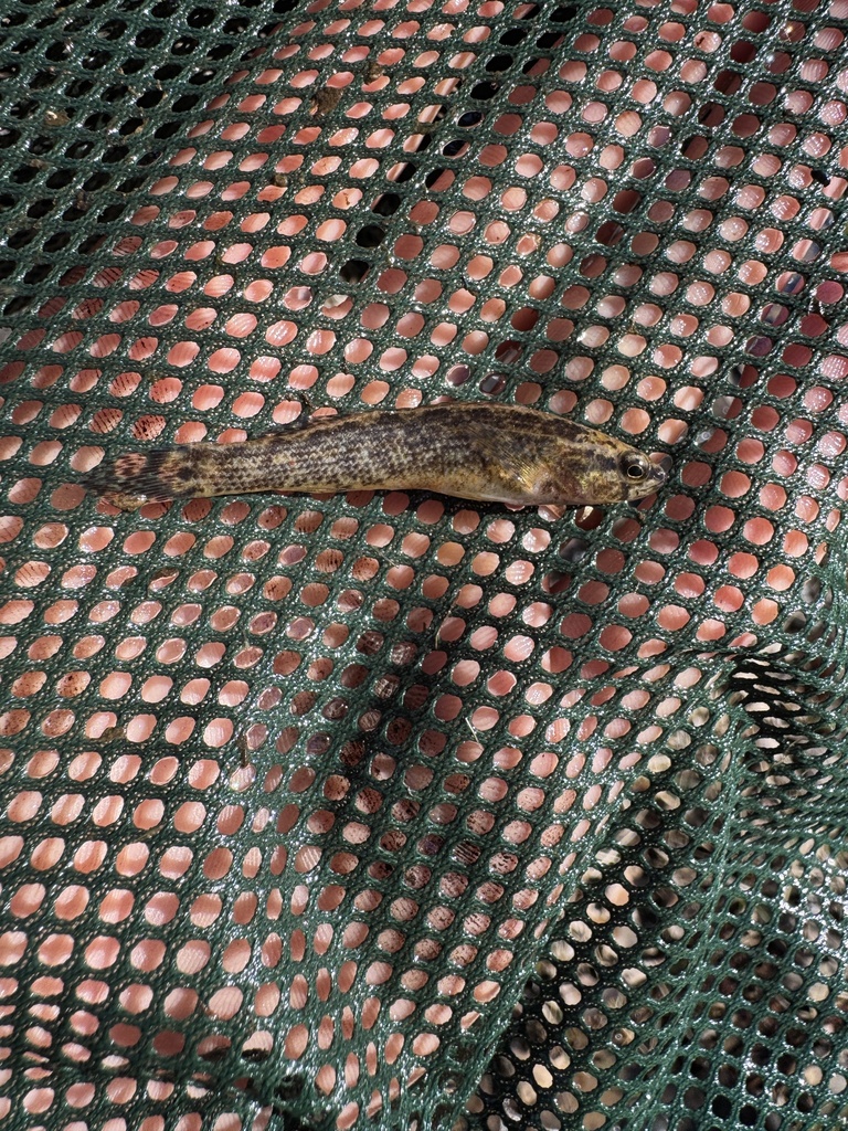 Coldwater Darter in February 2025 by Dylan Shaw. Located in side ...