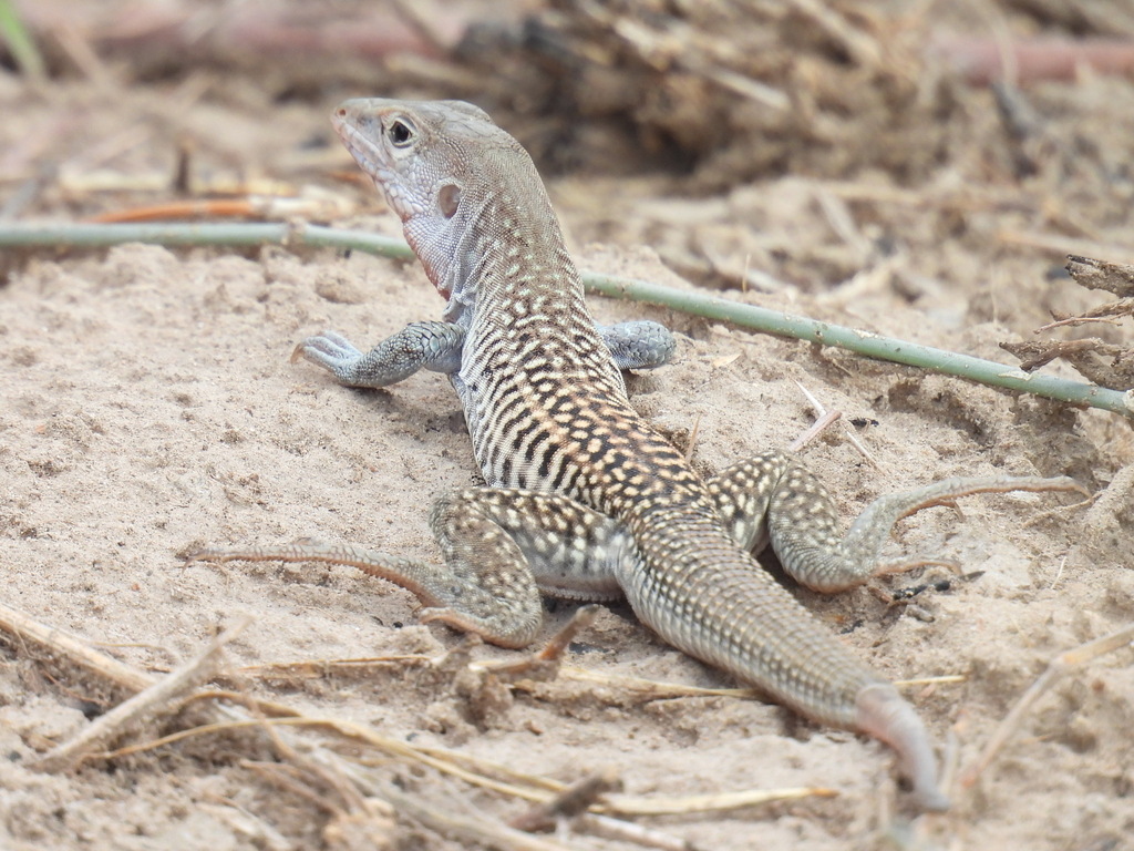 Huico marmoleado desde Lerdo, Dgo., México el 12 de julio de 2024 a las ...