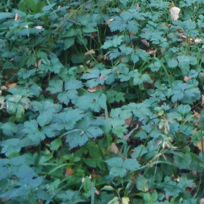 Creeping buttercup from Восточный административный округ, Москва ...