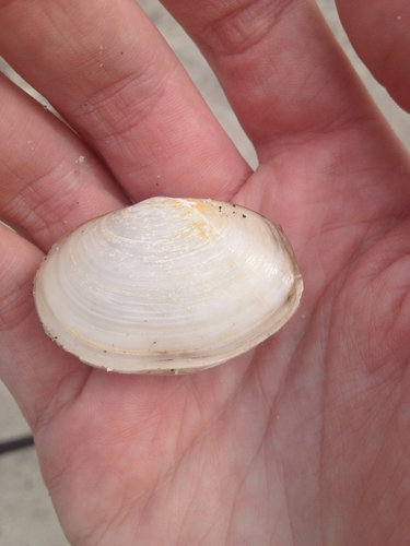 Genus Cochlodesma · iNaturalist