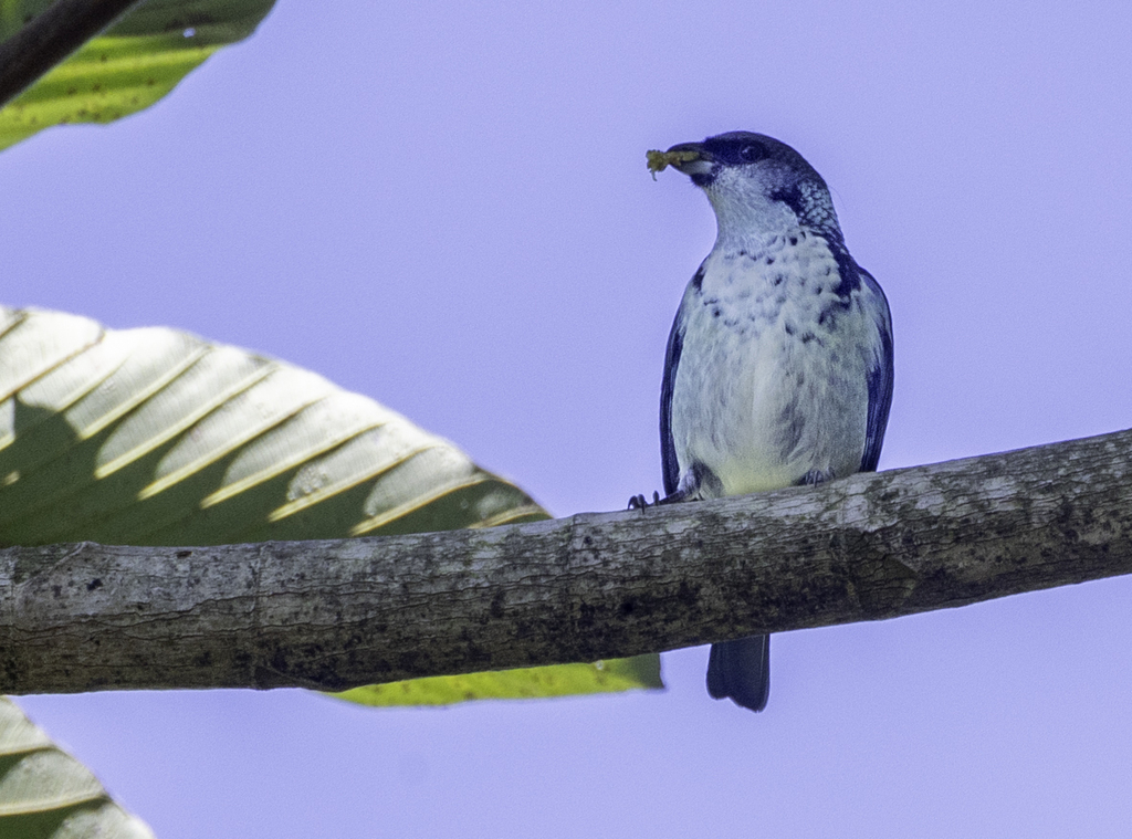 Azure-rumped Tanager from Cacahoatán, Chis., México on January 31, 2025 ...